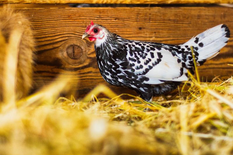 Hamburg Chicken - Breed Profile - Backyard Poultry